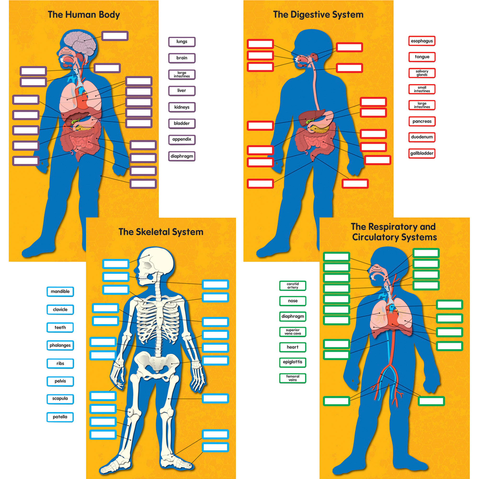 Human Body Bulletin Board Set - CDP110178 | OfficeSupply.com