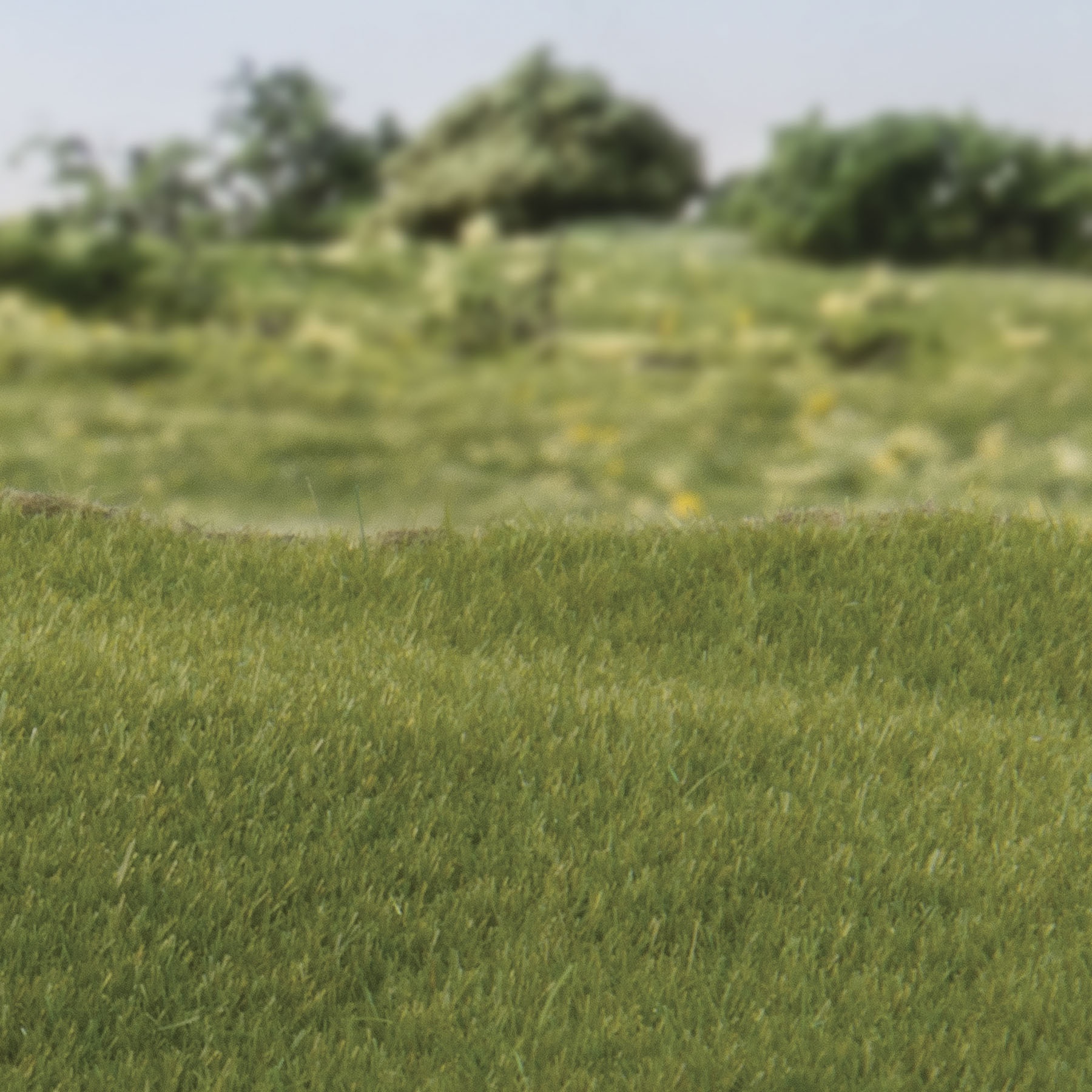 Woodland Scenics Static Grass 2mm - NOTM666042 | OfficeSupply.com